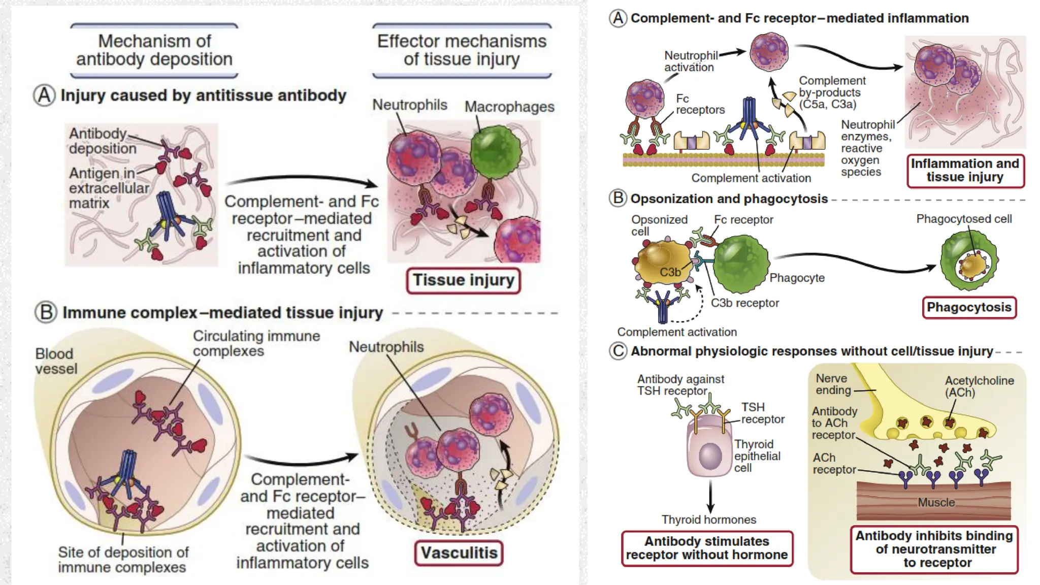 basic immunology for medical student.pdf