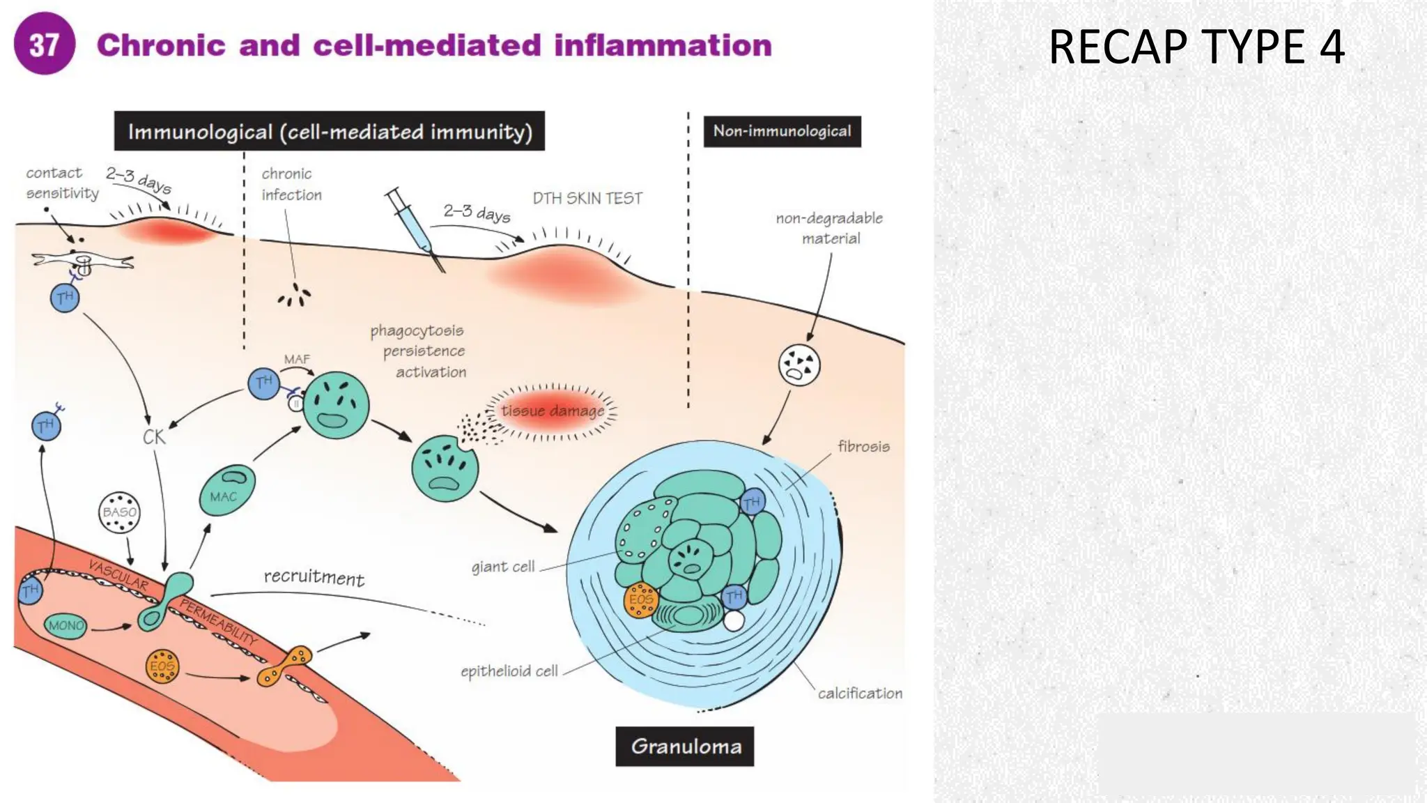 basic immunology for medical student.pdf