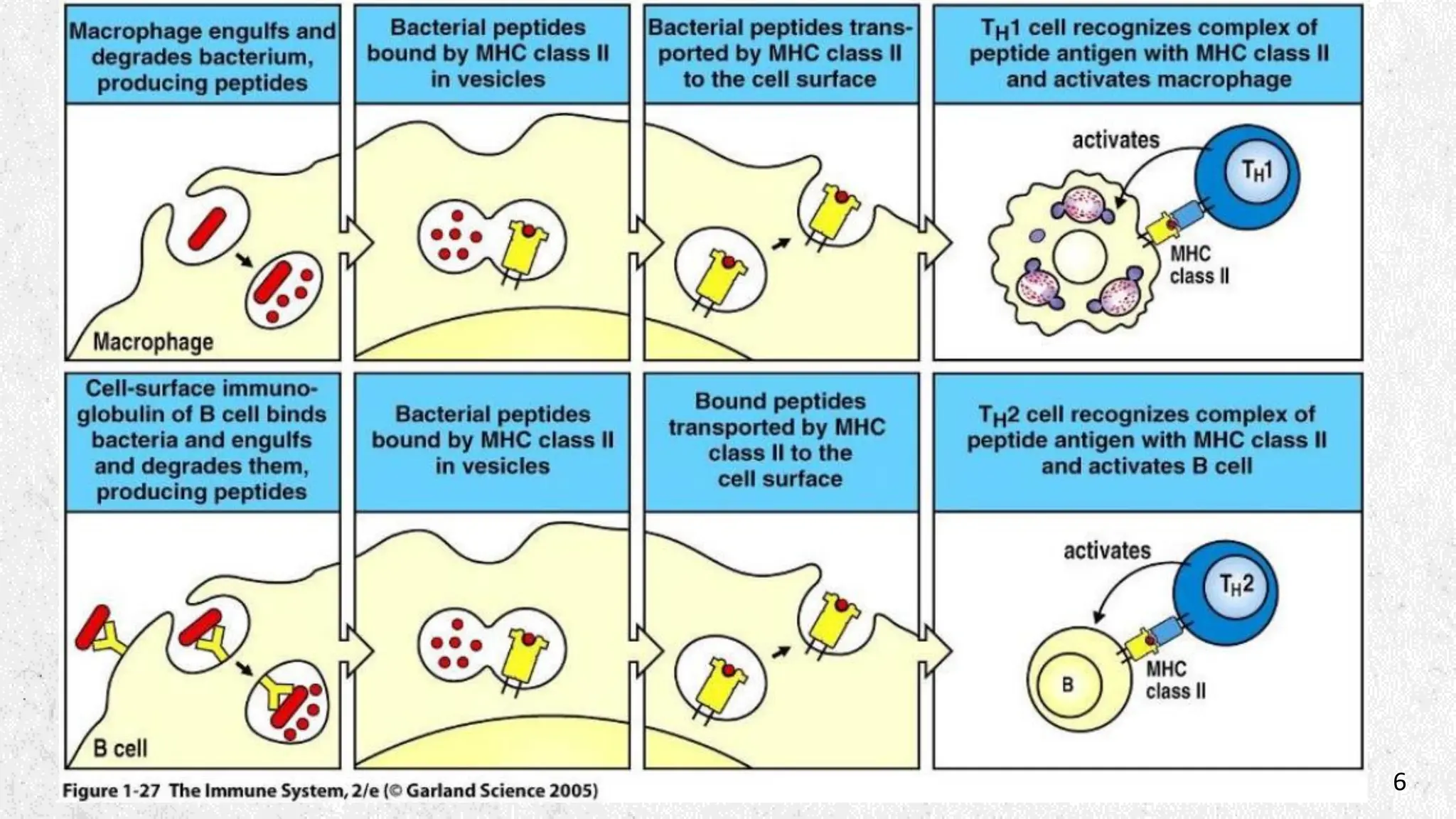 basic immunology for medical student.pdf