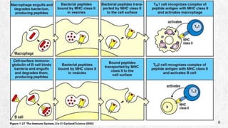 basic immunology for medical student.pdf