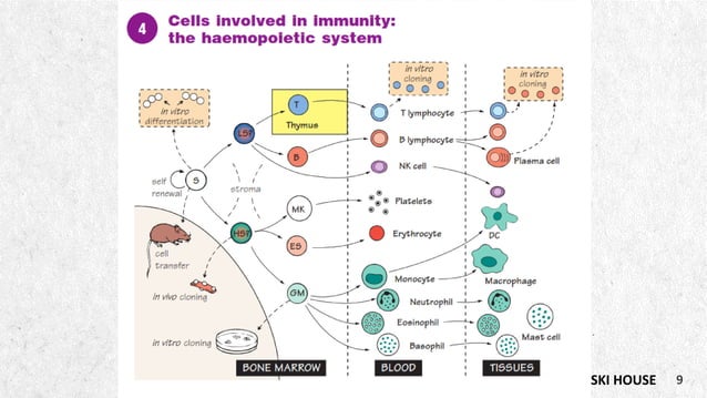 basic immunology for medical student.pdf