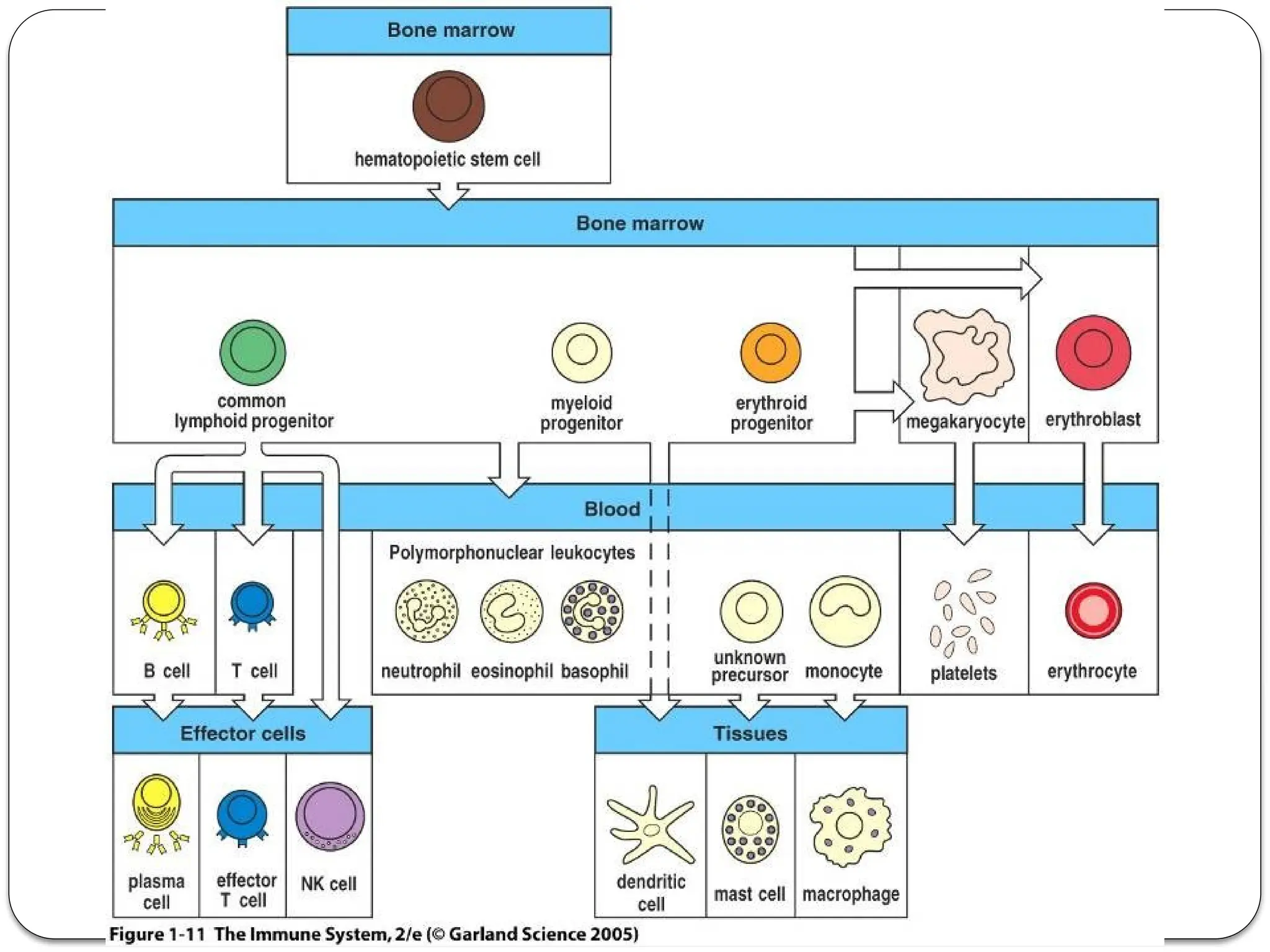 Basic Immunology nures.pptx immunology | PPTX