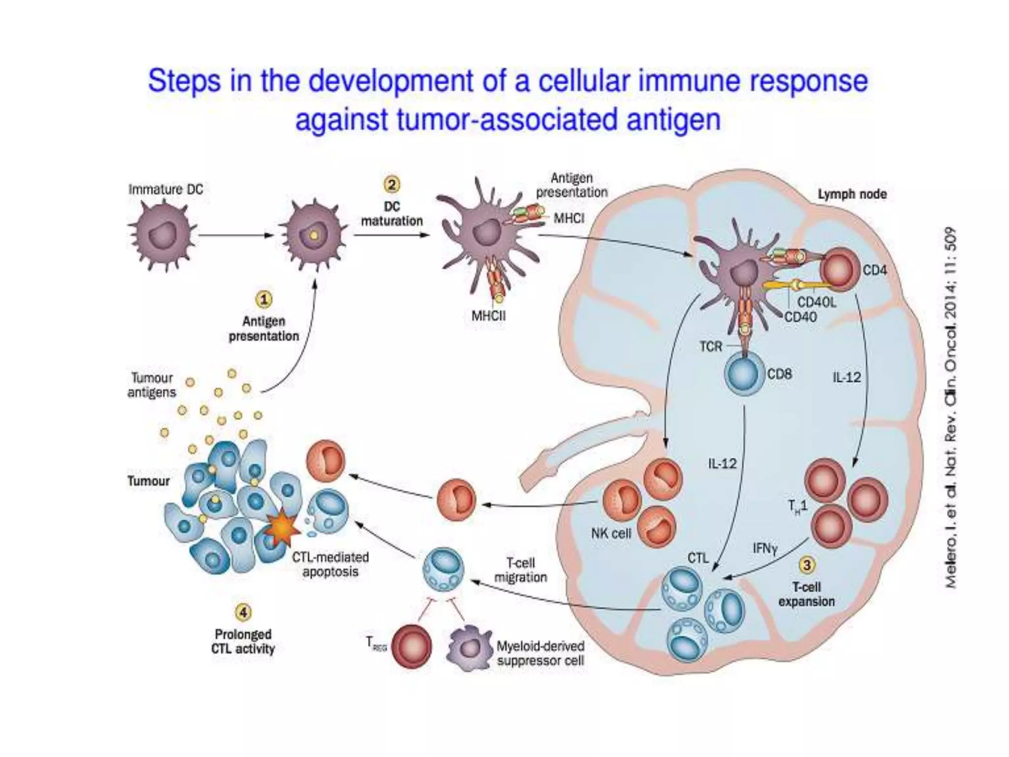 Basic immunotherapy | PPTX