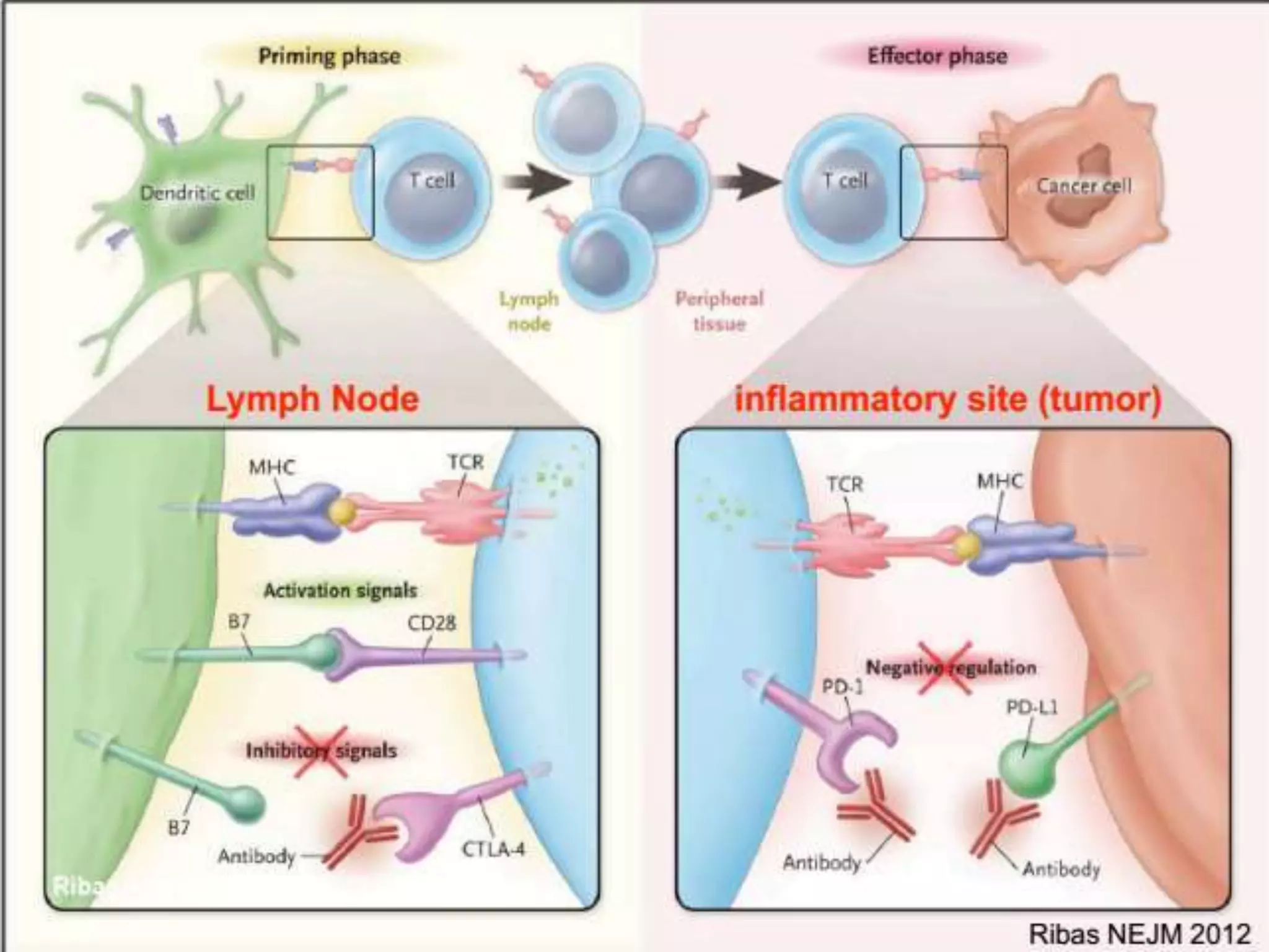 Basic immunotherapy | PPTX