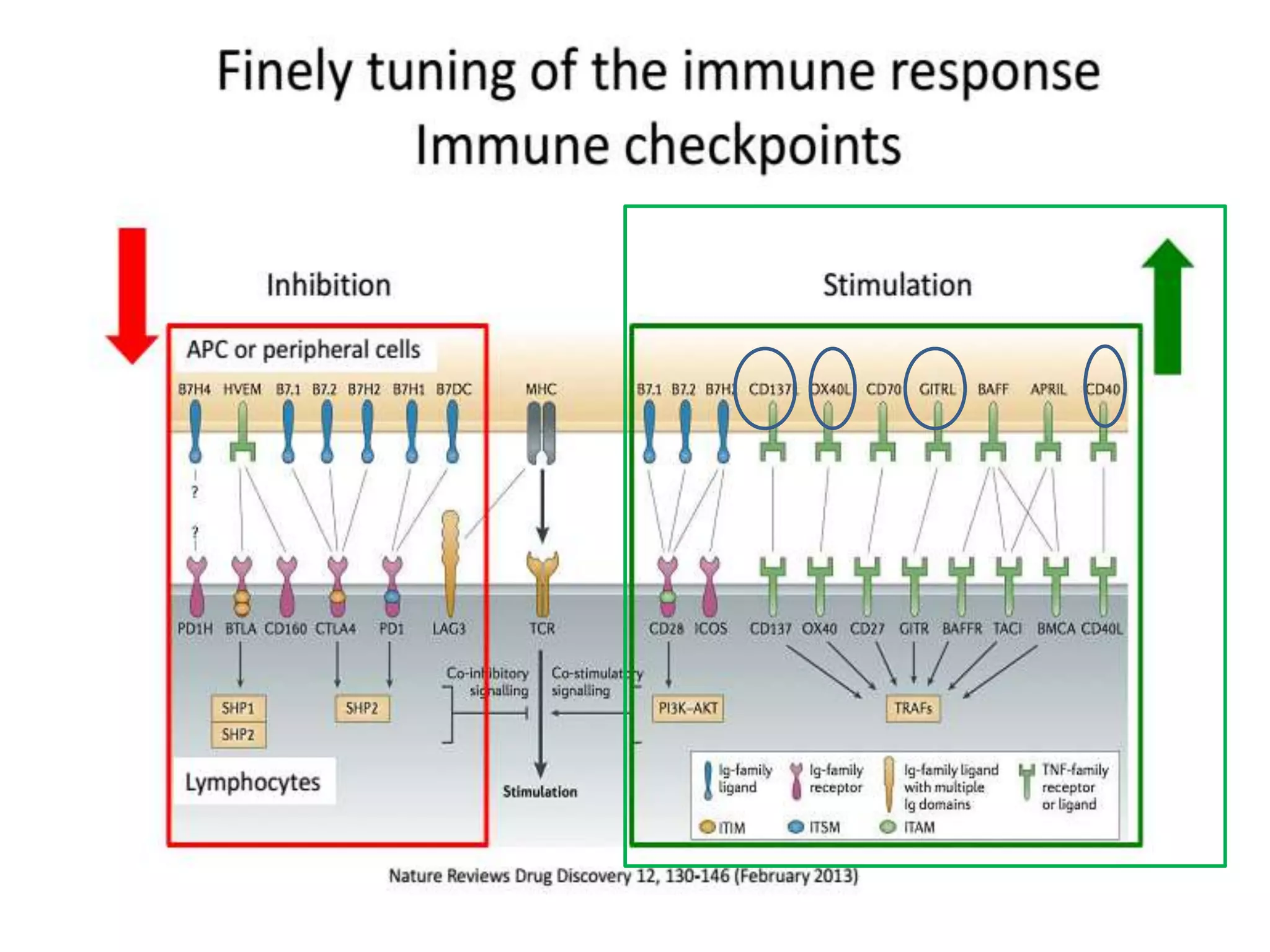 Basic immunotherapy | PPTX