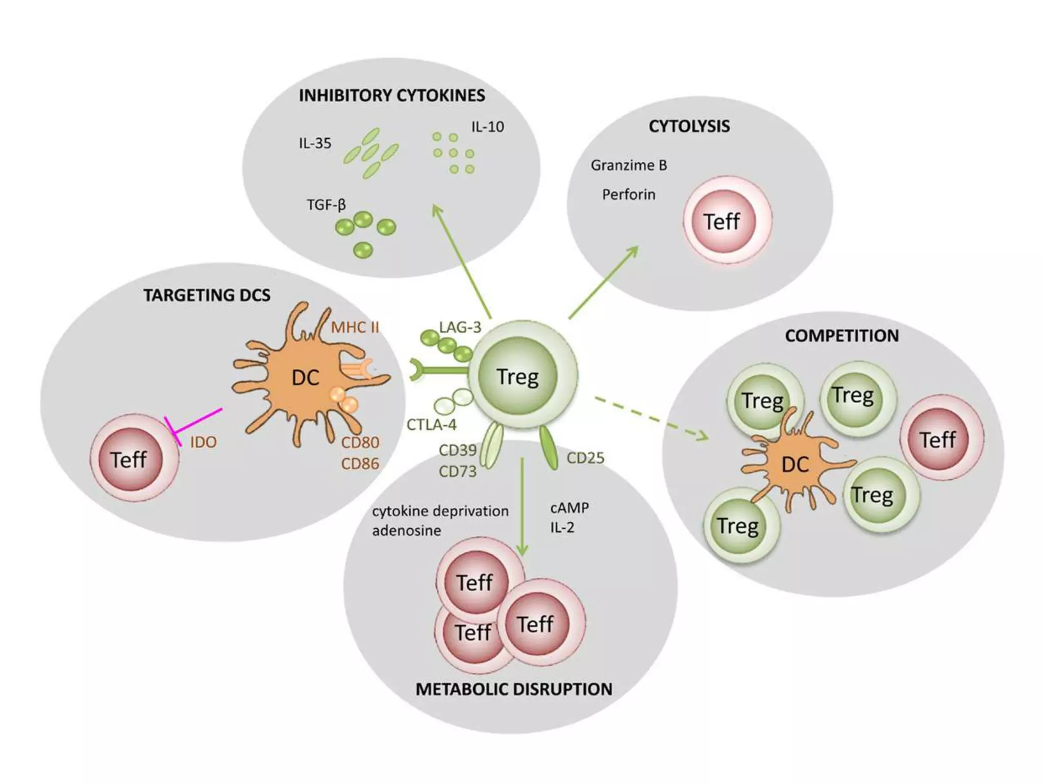 Basic immunotherapy | PPTX