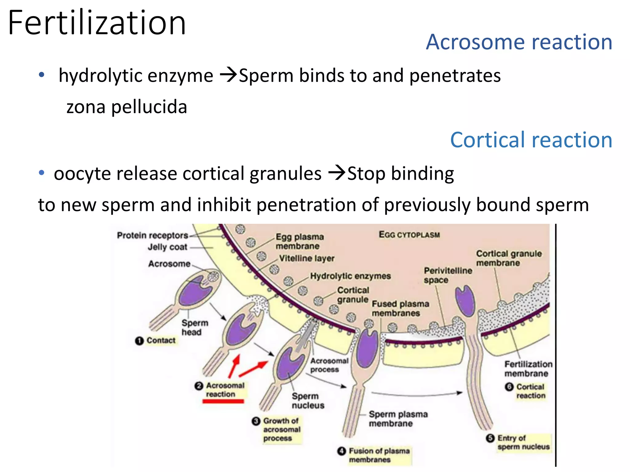 Basic infertility rx 17.02.2016