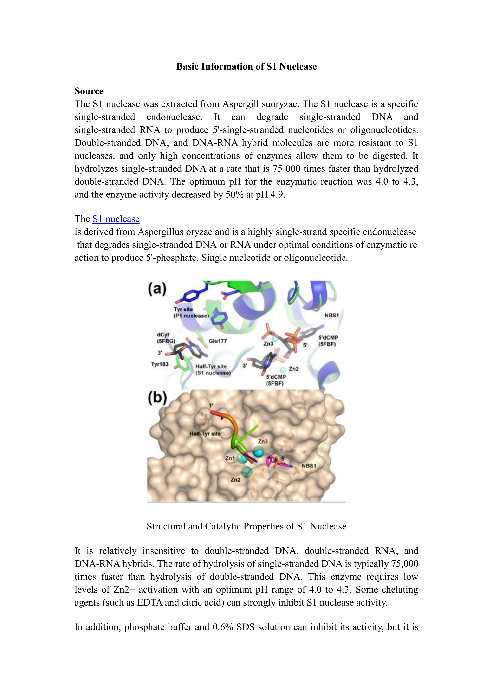 Basic information of s1 nuclease | PDF