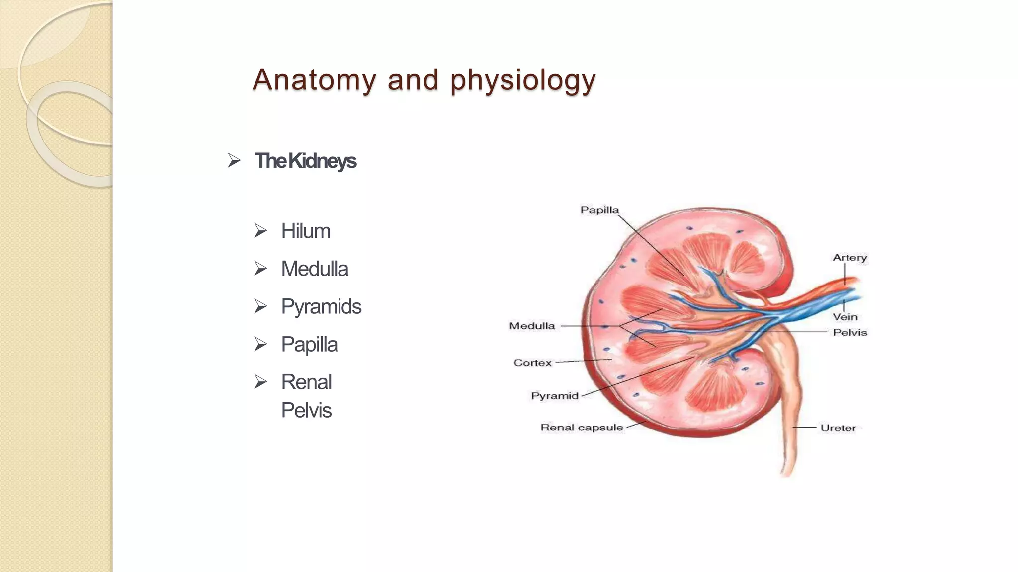 Basic in nephrology.. | PPTX