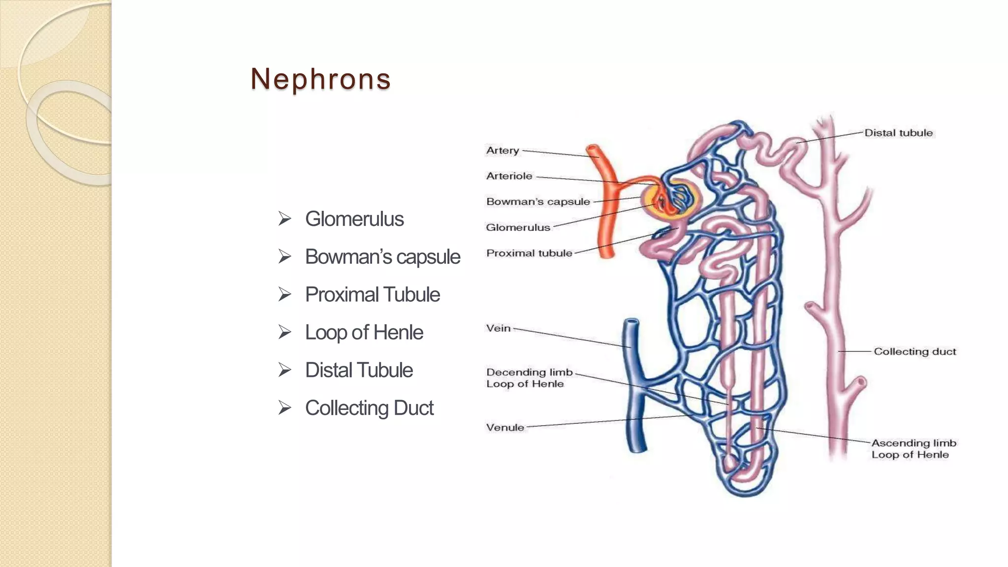 Basic in nephrology.. | PPTX