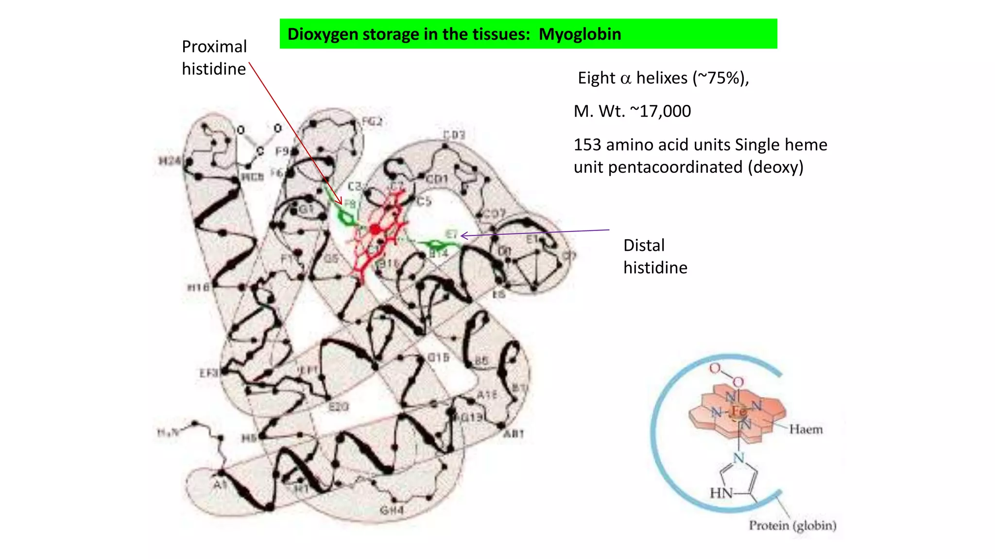 Basic Inorganic chemistry part 3 Bioinorganic chemistry (1).pptx