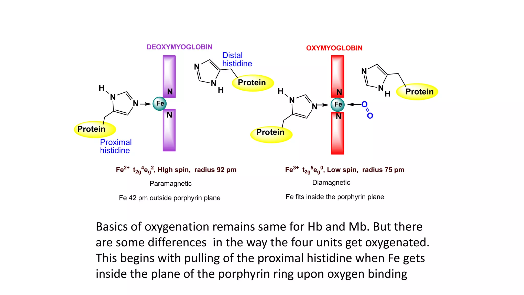 Basic Inorganic chemistry part 3 Bioinorganic chemistry (1).pptx