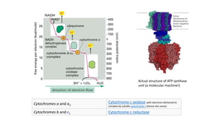 Basic Inorganic chemistry part 3 Bioinorganic chemistry (1).pptx