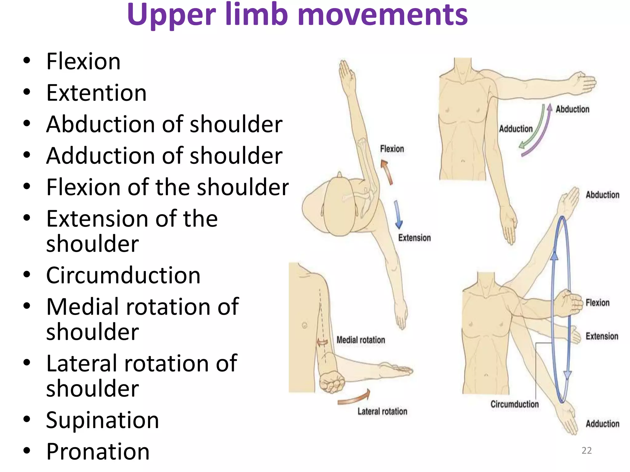 Basic introduction of human anatomy | PPTX