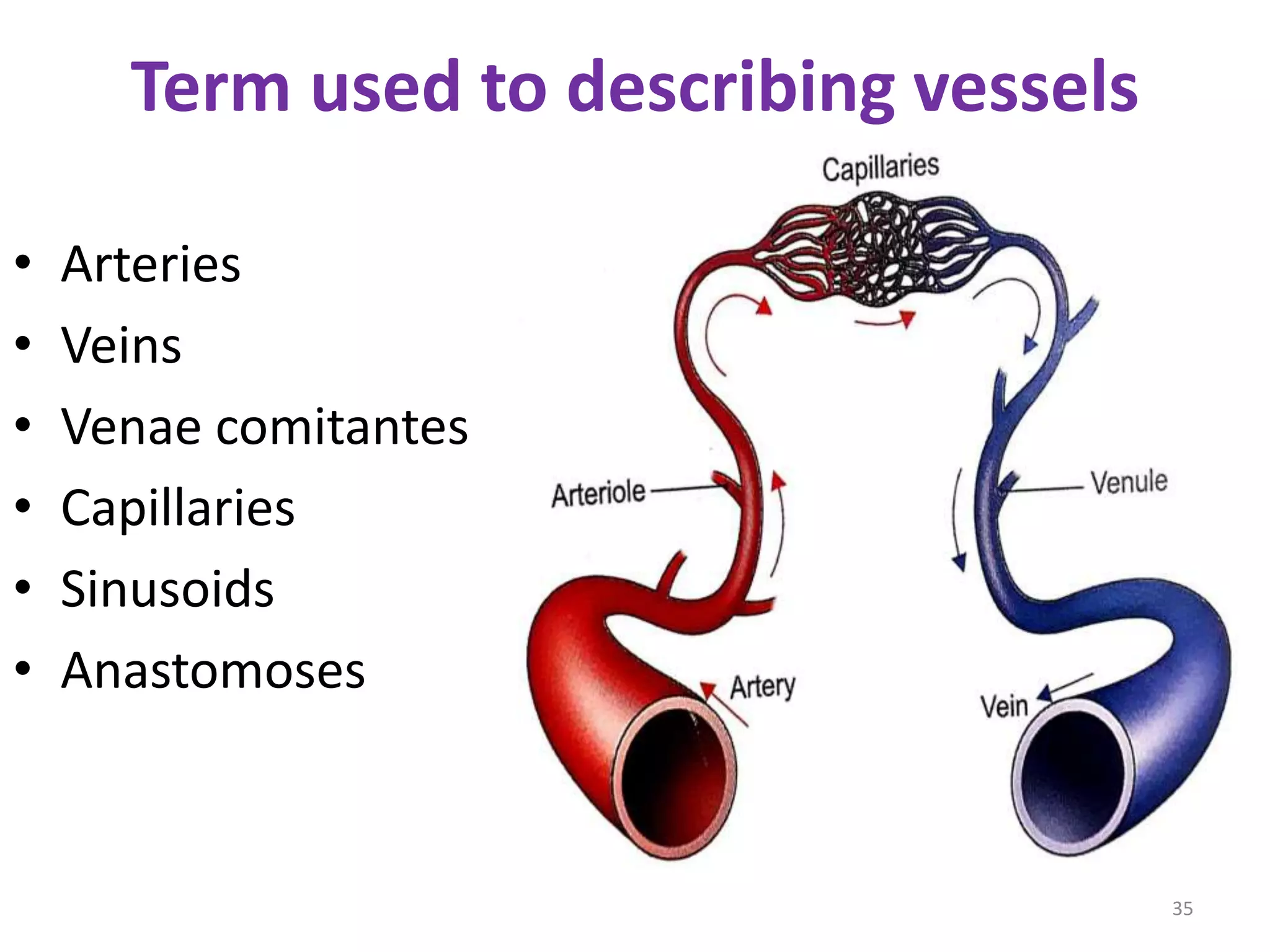 Basic introduction of human anatomy | PPTX