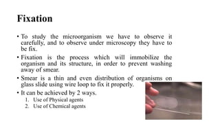 Basic introduction of microscopy with types and staining | PPTX ...