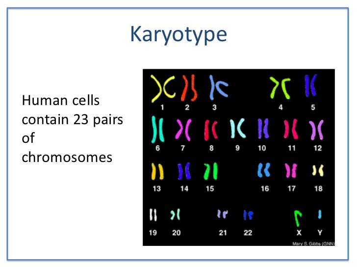 Basic Introduction To The Role Of Genetics In Breast Cancer Developme…