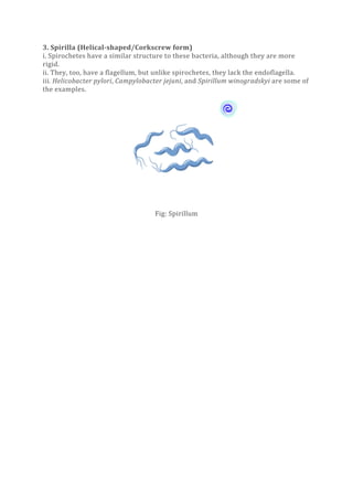 basic introdution on bacteria.pdf