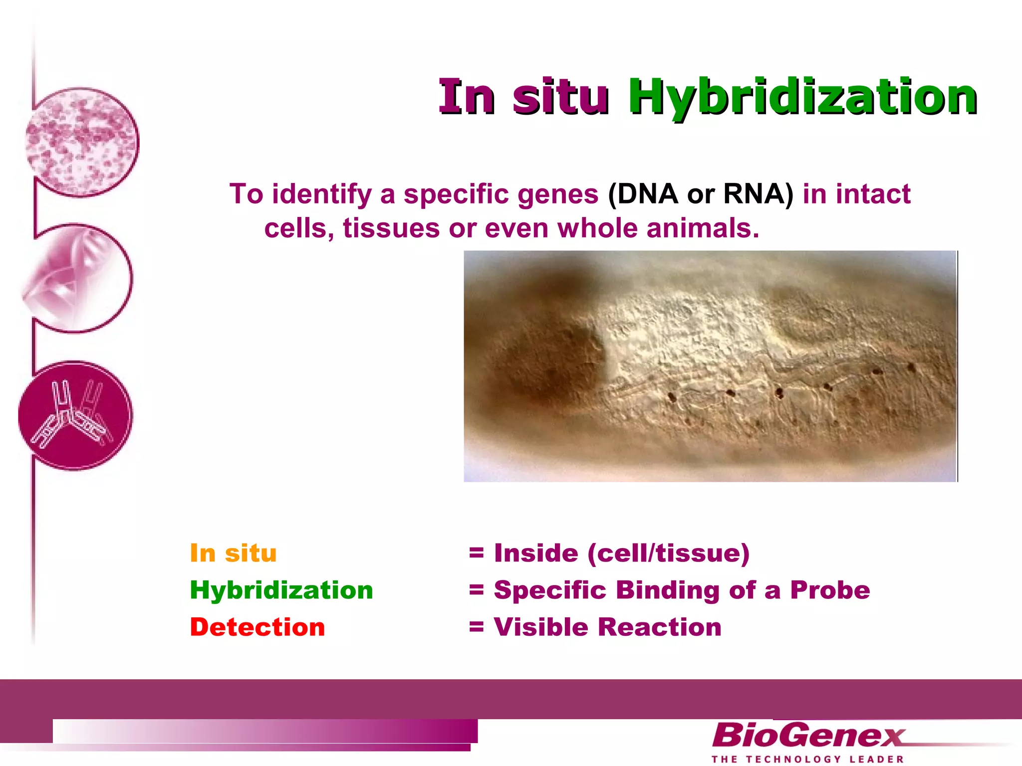 In situ hybridization (ISH) analyses | PPT