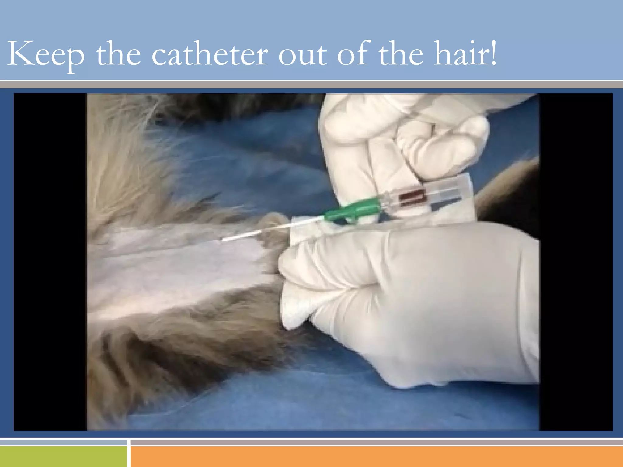 Basic IV Catheter Placement | PPT | Death, Injury, or Military Conflict ...