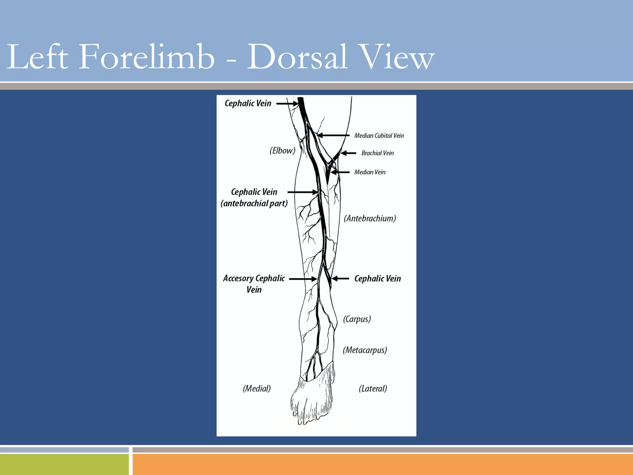 Basic IV Catheter Placement | PPT