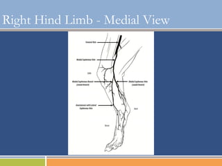Basic IV Catheter Placement | PPT