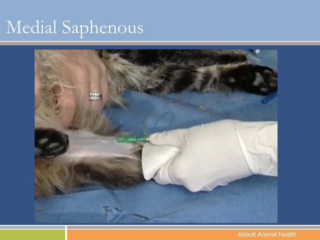 Basic IV Catheter Placement | PPT