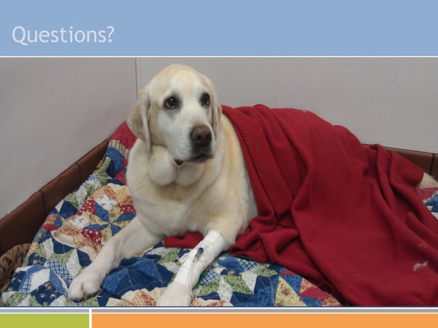 Basic IV Catheter Placement | PPT