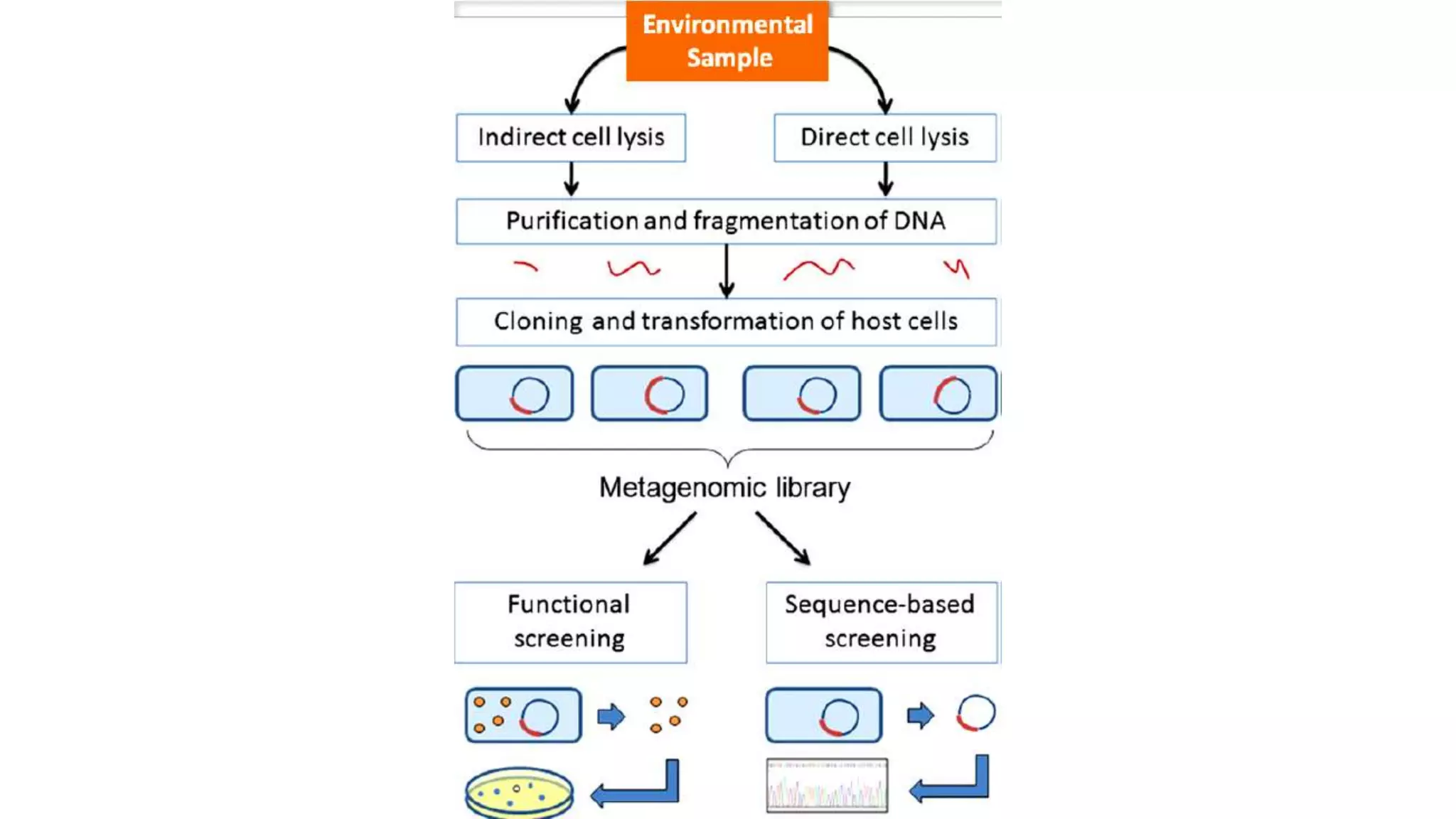 Basic knowledge of_viral_metagenome_vanshika-varshney | PPTX