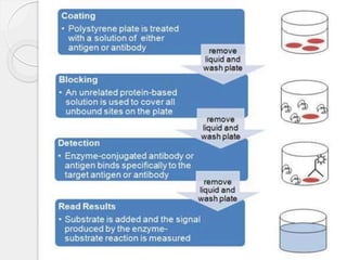 Basic labe molecular techniques used in biotechnology.....made by ...
