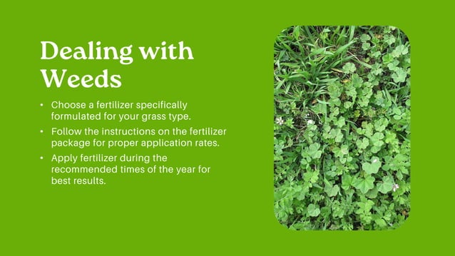 Basic Lawn Care Techniques | PDF