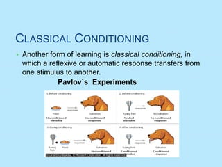Basic learning theories | PPTX