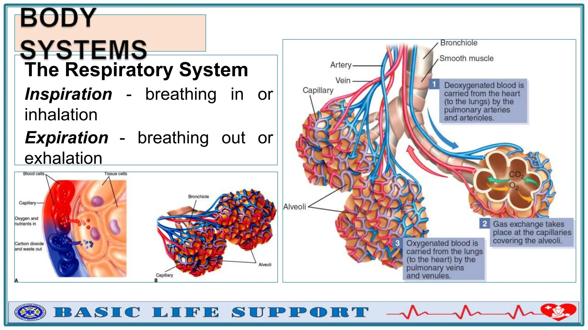 BASIC LIFE SUPPORT POWERPOINT PRESENTATION.pptx