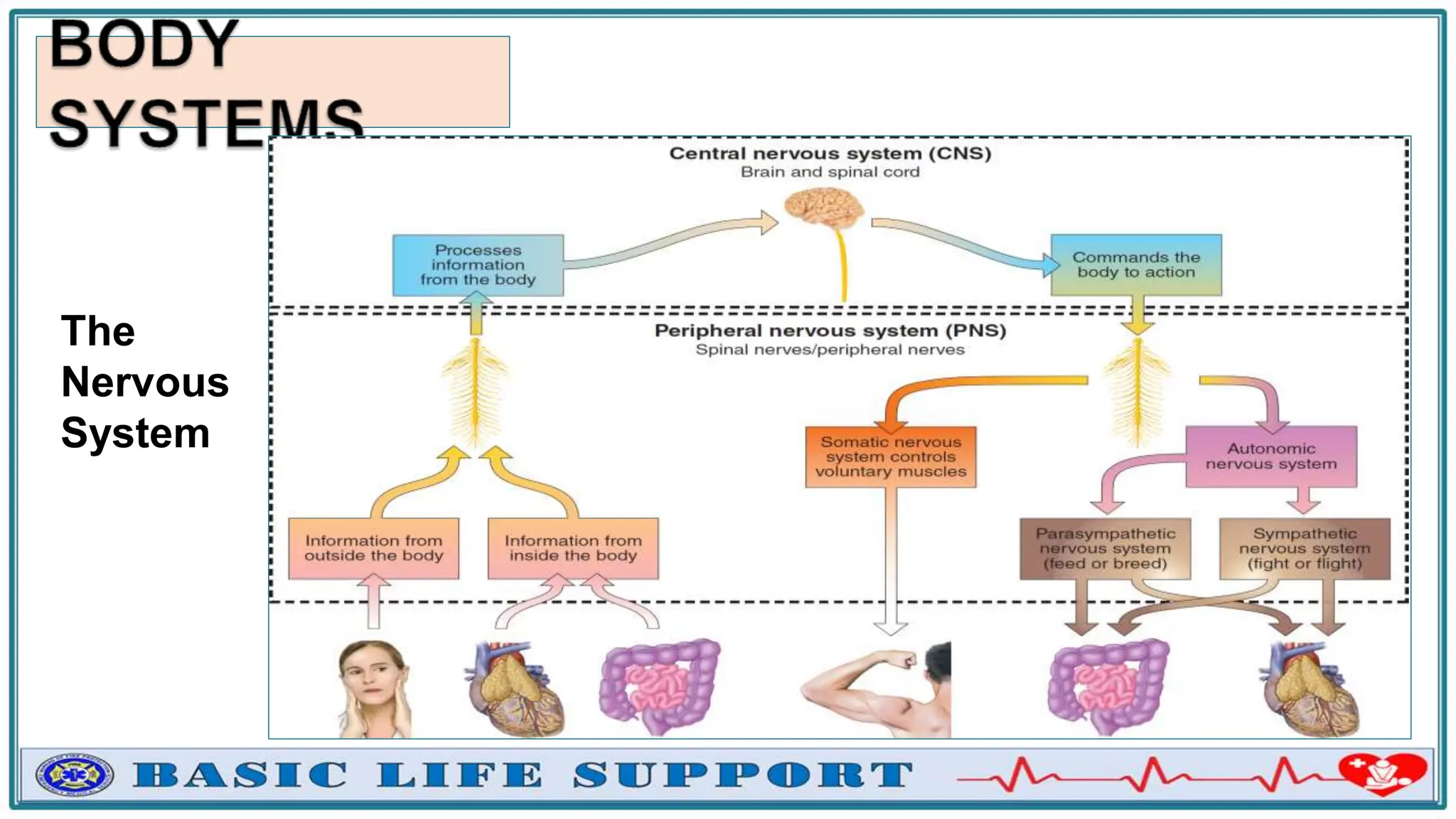 BASIC LIFE SUPPORT POWERPOINT PRESENTATION.pptx