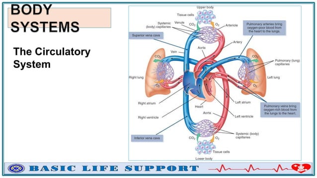 BASIC LIFE SUPPORT POWERPOINT PRESENTATION.pptx | First Aid | Injuries