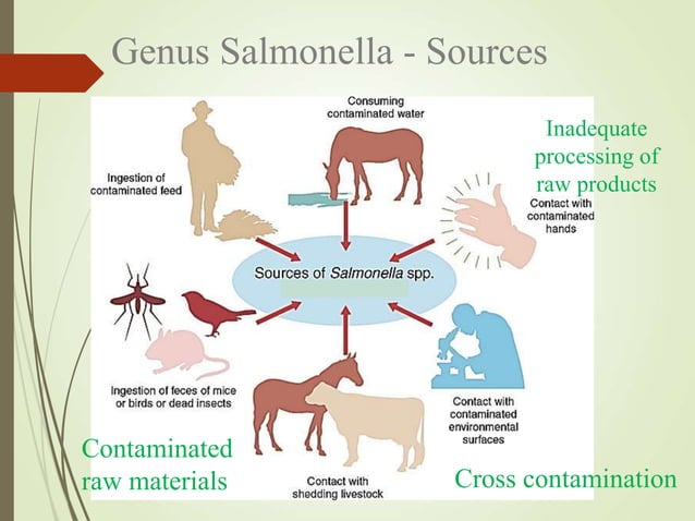 Basic meat microbiology | PPSX