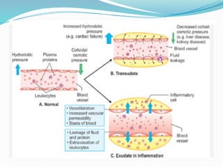 BASIC MECHANISM INVOLVED IN THE PROCESS OF INFLAMMATION (1)-1.pptx