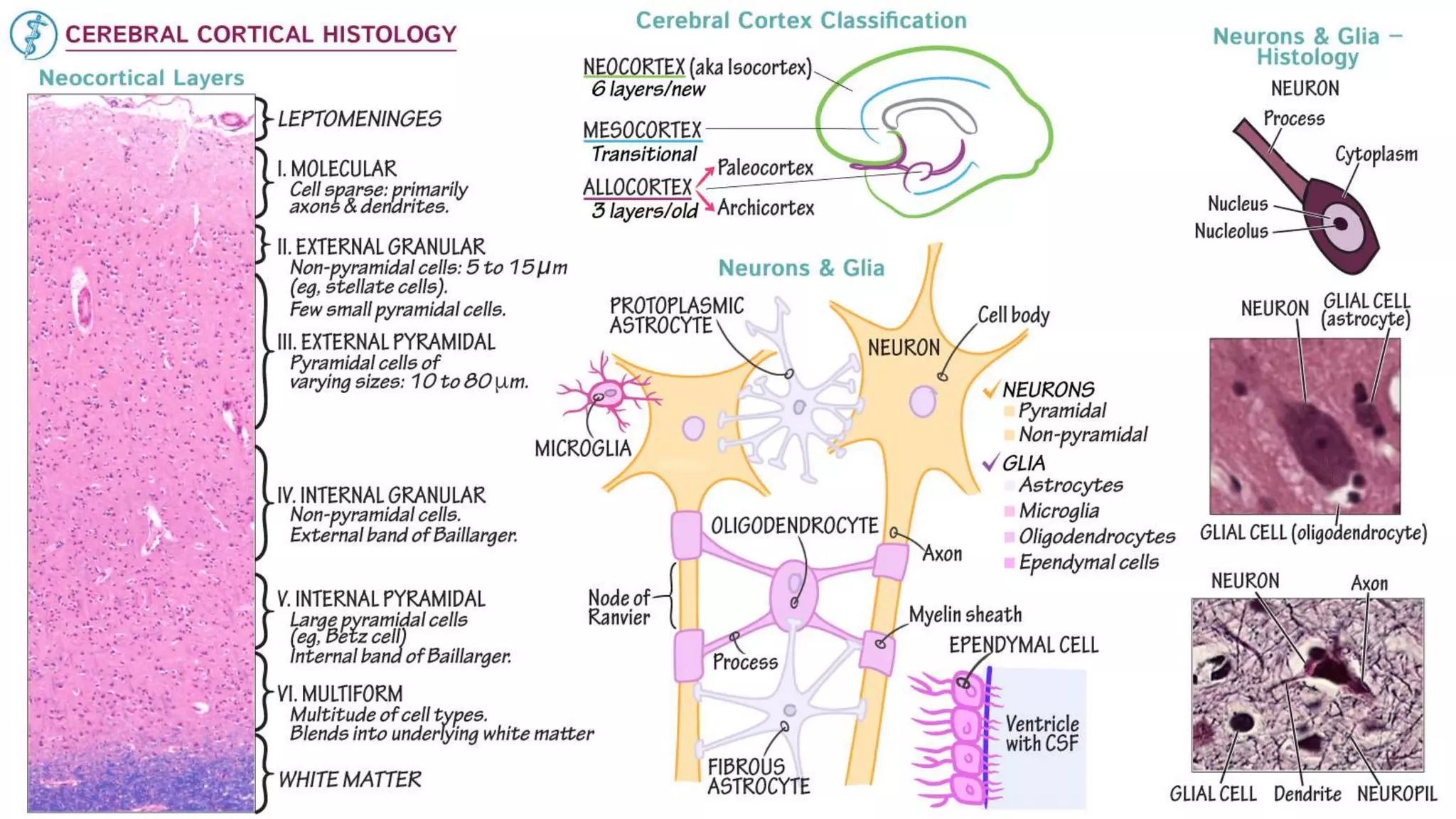 Basic mechanism of epilepsy | PPTX
