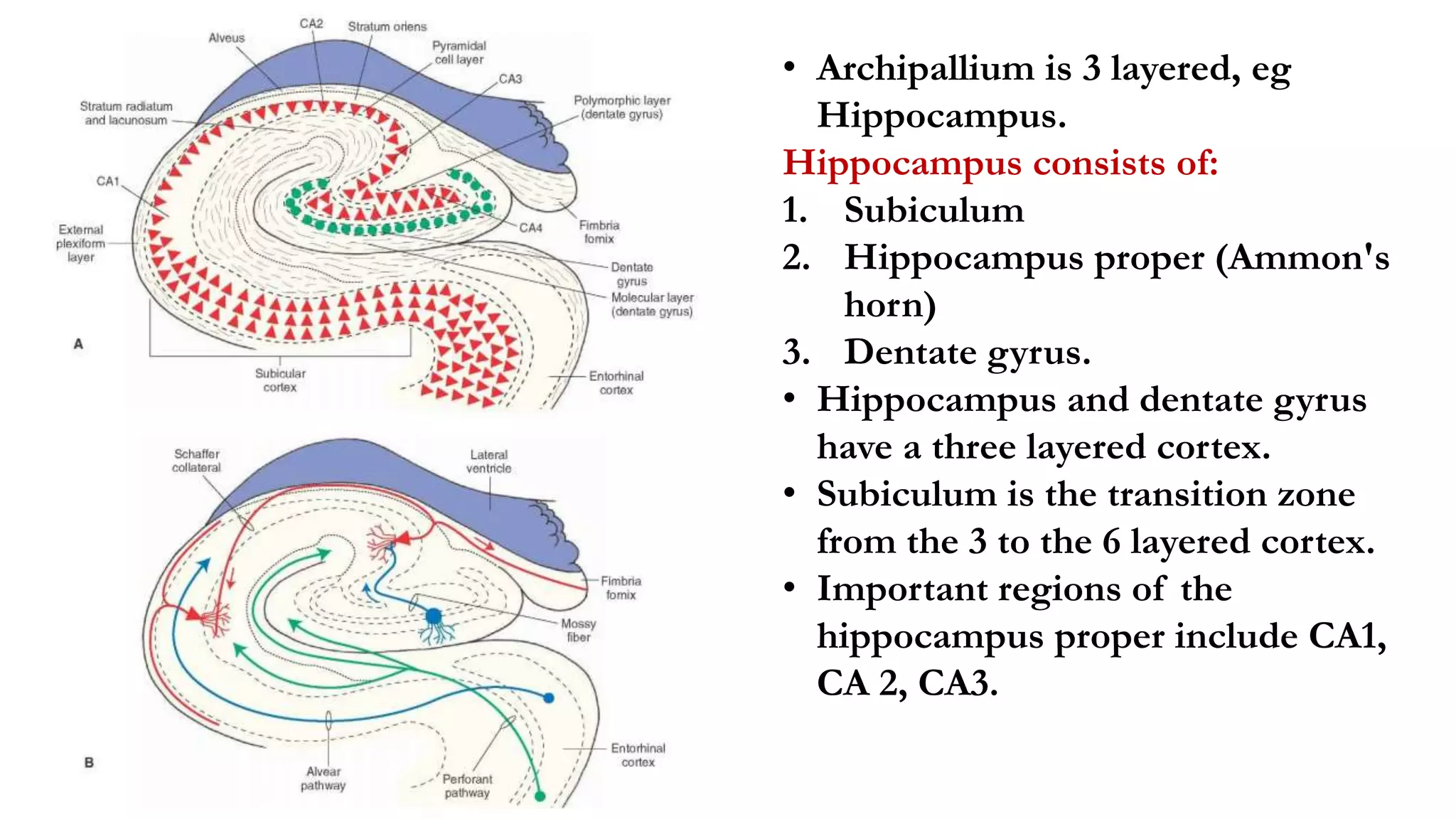 Basic mechanism of epilepsy | PPTX