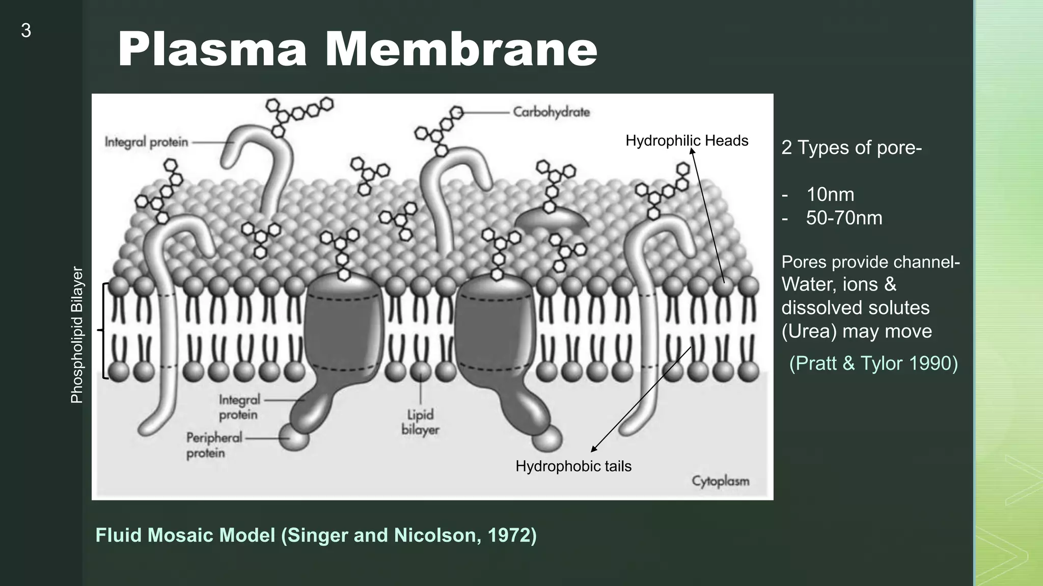 Basic Mechanisms of Membrane Transport | PPTX