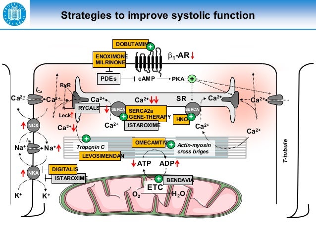 What Is Hyperdynamic Lv Systolic Function » STRONGER