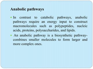 Basic metabolic pathway : Introduction | PPTX