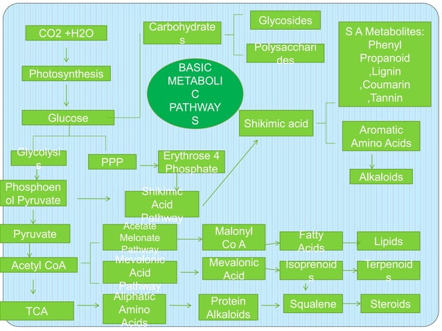 Basic metabolic pathway : Introduction | PPTX | Endocrine and Metabolic ...