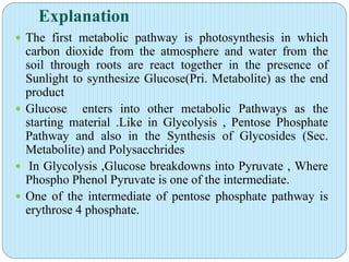 Basic metabolic pathway : Introduction | PPTX