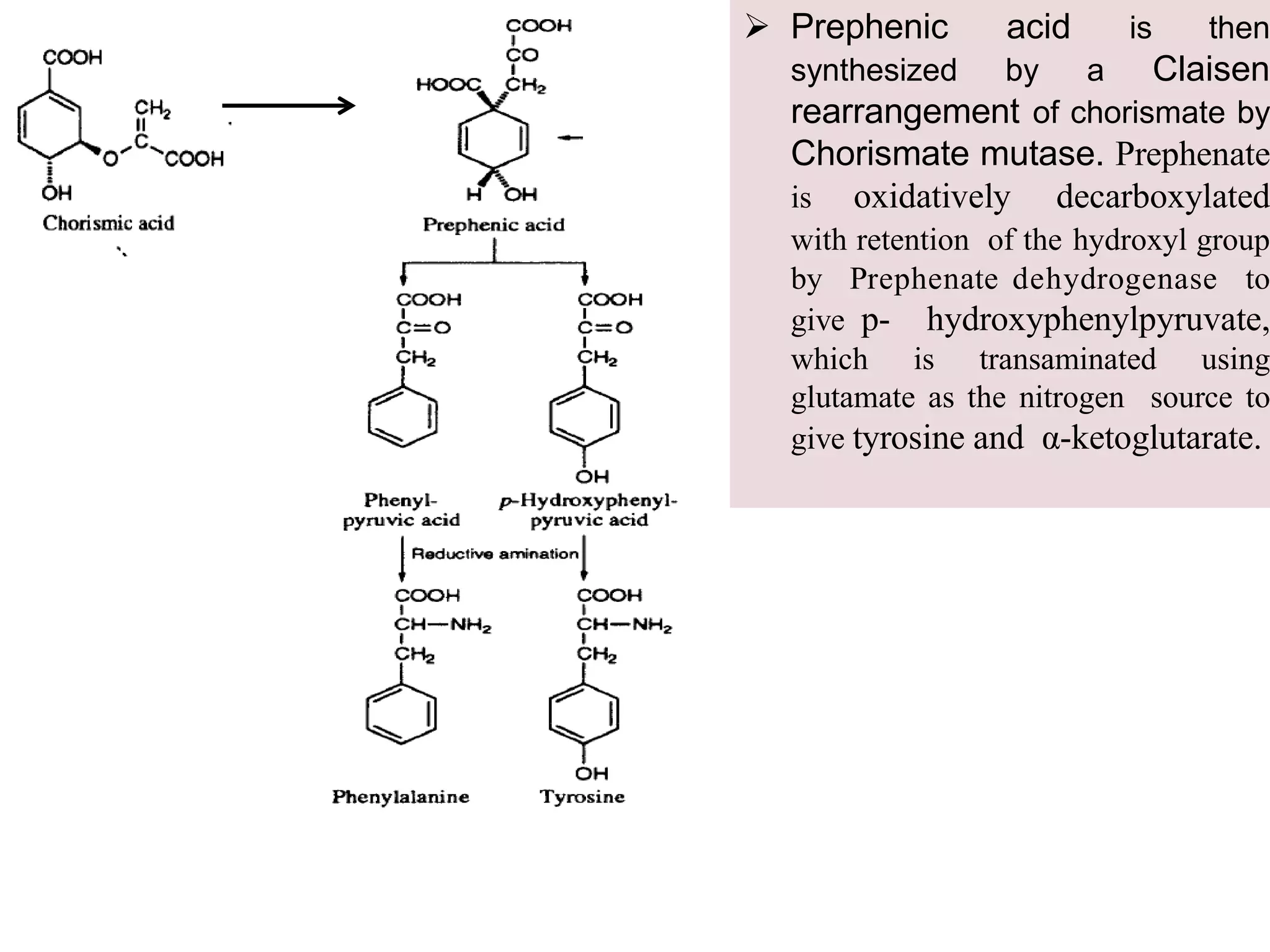 Basic metabolic pathways.pptx