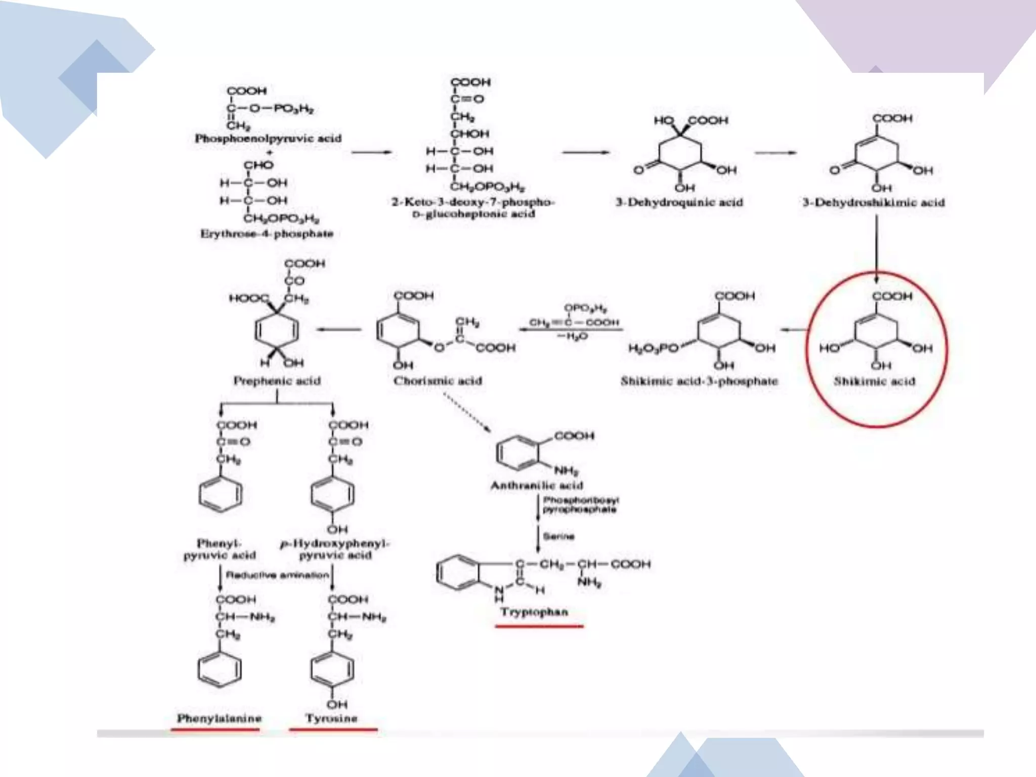 Basic metabolic pathways.pptx