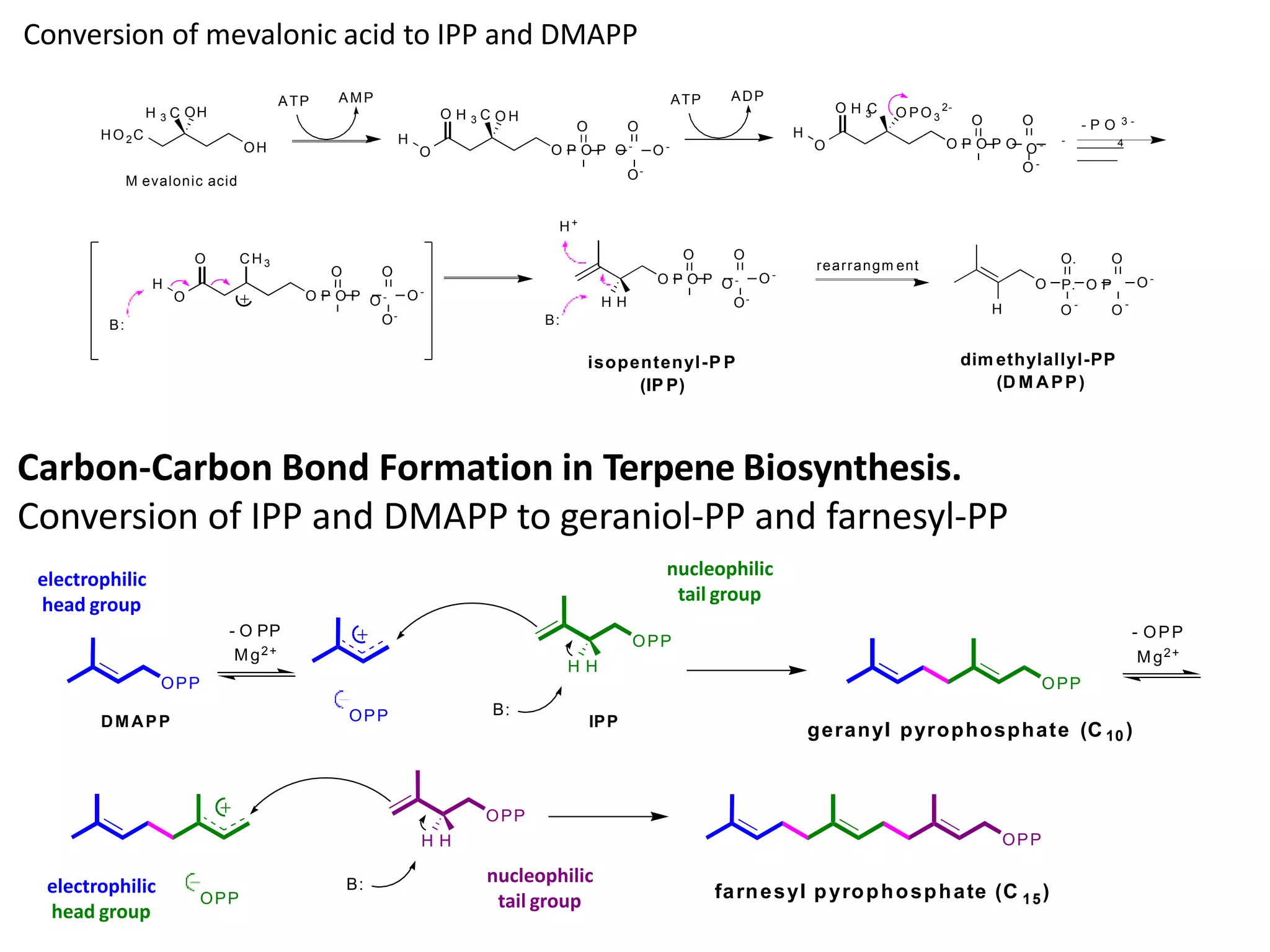 Basic metabolic pathways.pptx