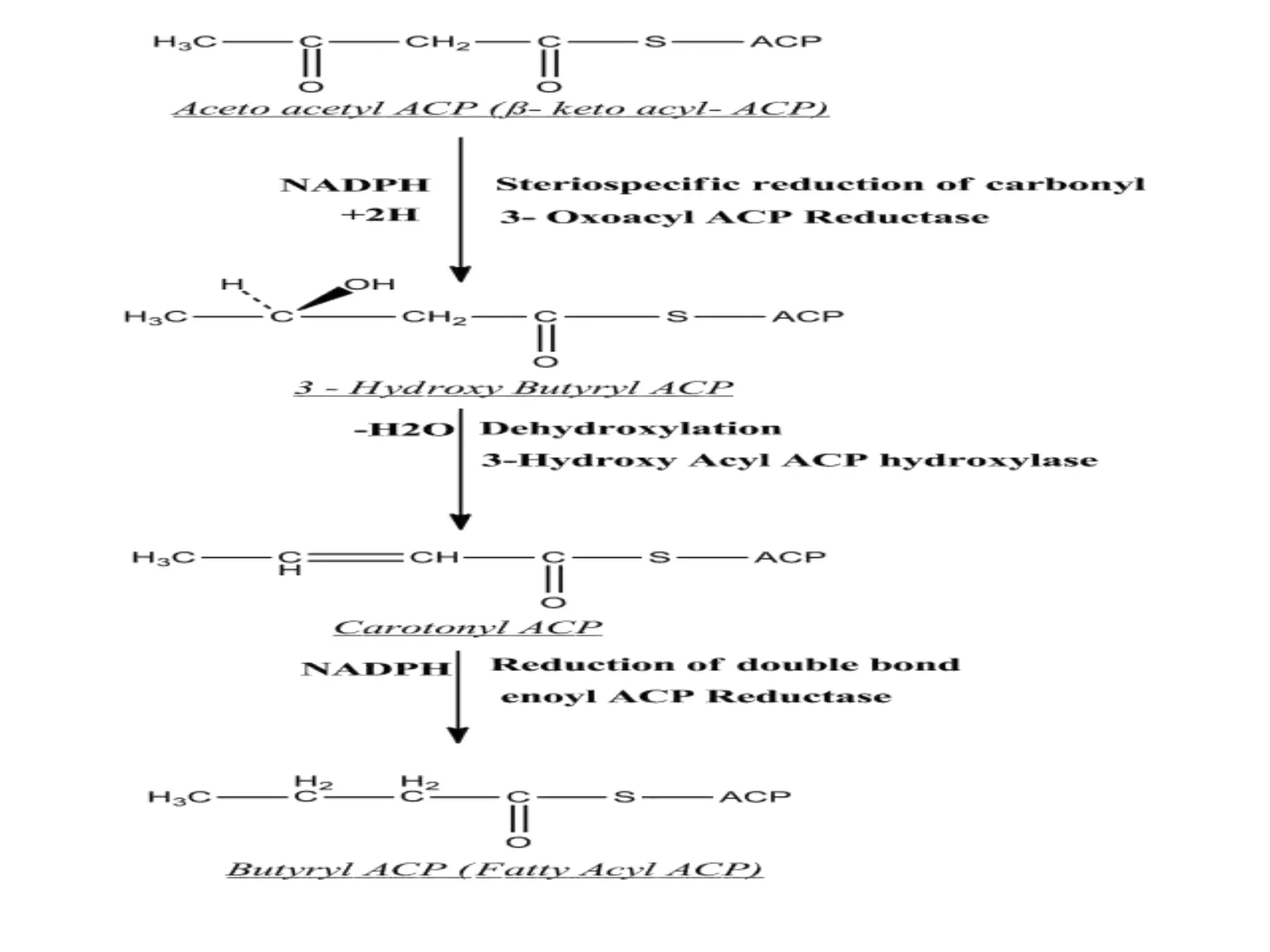 Basic metabolic pathways.pptx