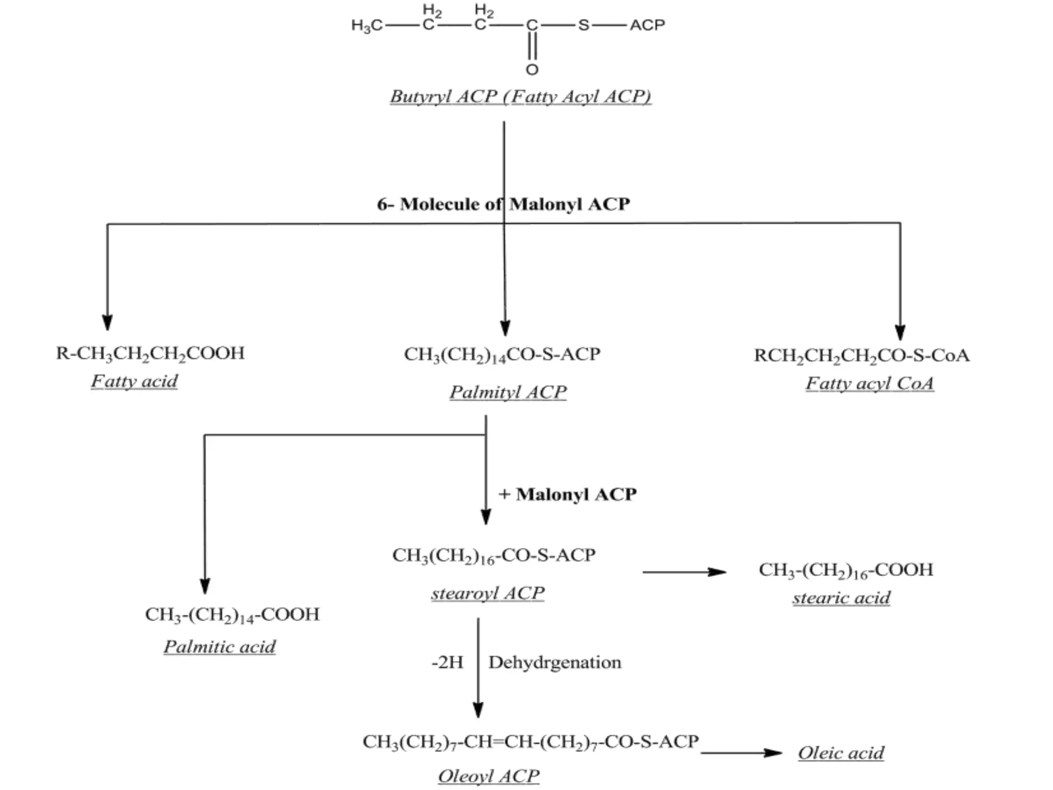 Basic metabolic pathways.pptx