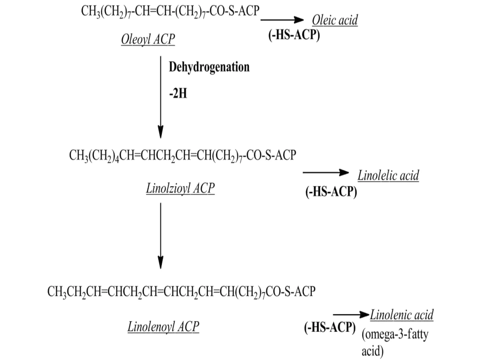 Basic metabolic pathways.pptx
